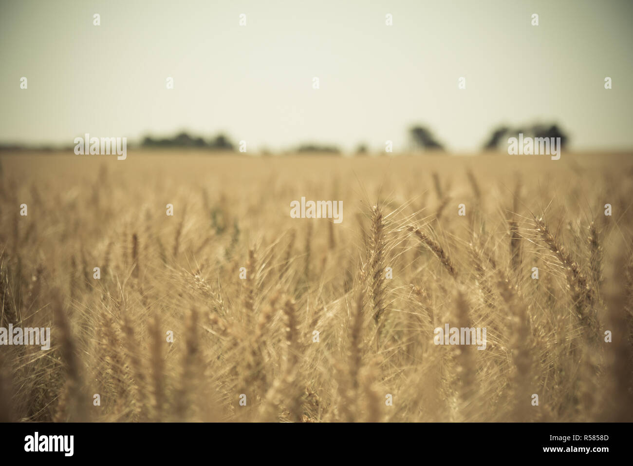 Rural area dirt road Stock Photo - Alamy