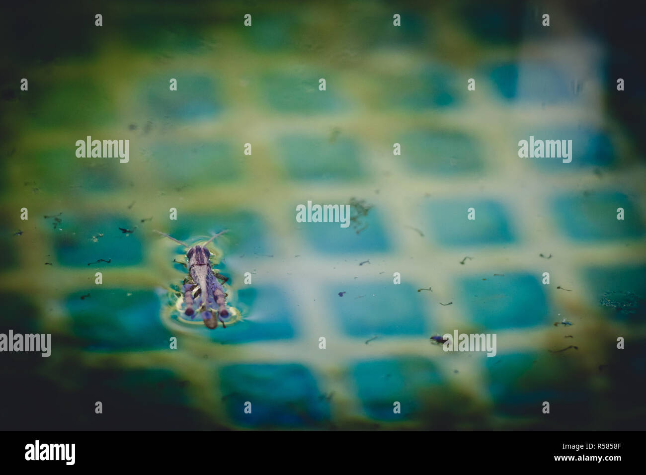 Grasshopper floating in the pool water Stock Photo - Alamy