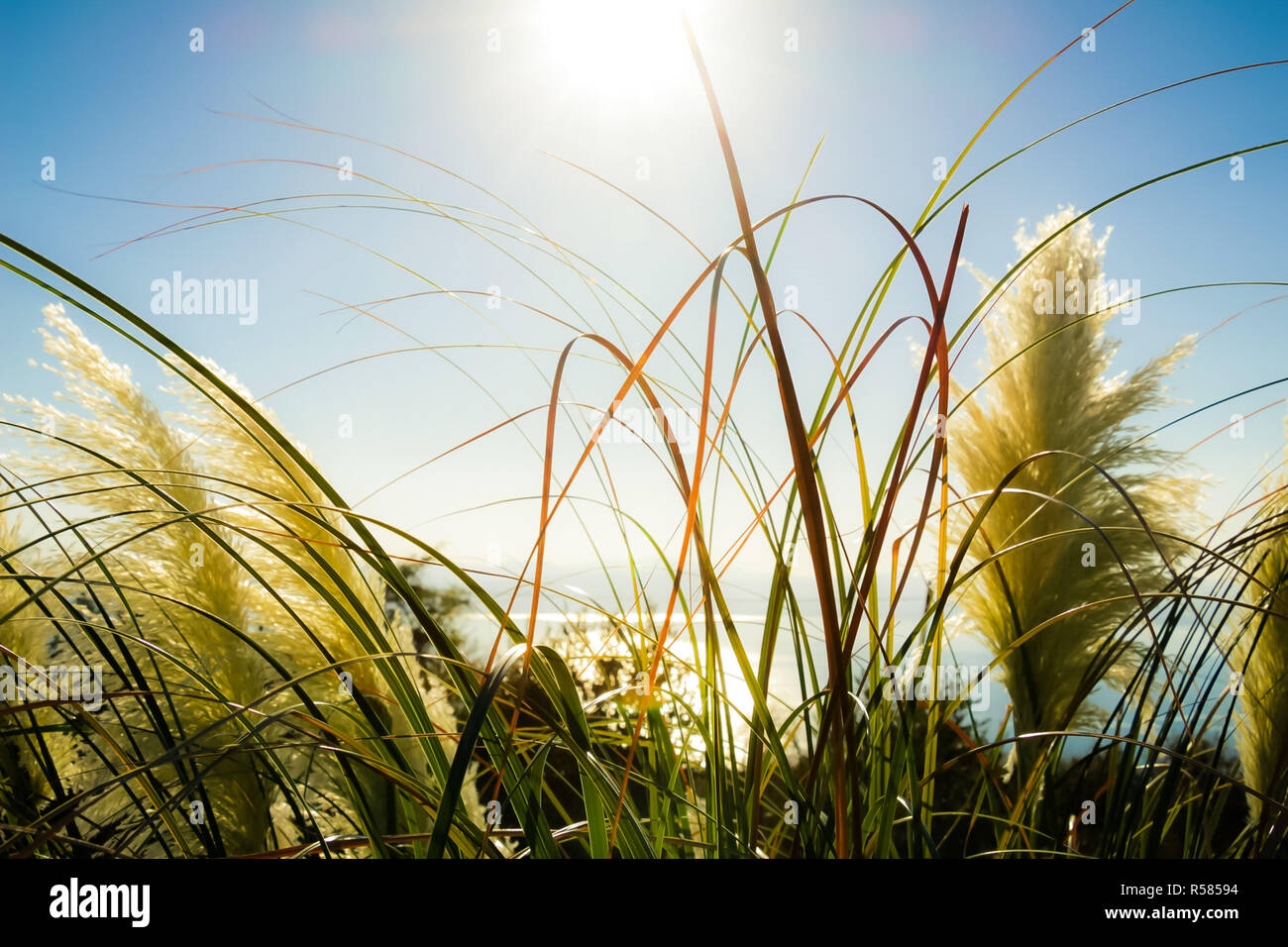 Vegetation in the sun Stock Photo - Alamy