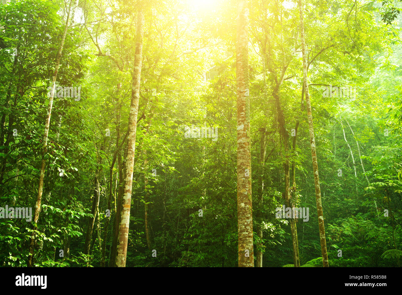 Tropical rainforest landscape Stock Photo - Alamy