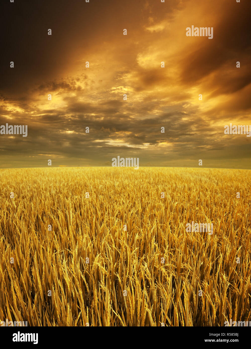 Golden paddy fields landscape Stock Photo - Alamy