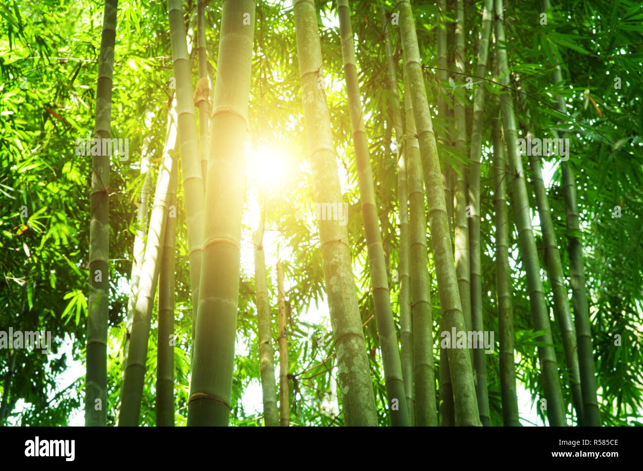 Forest in asia hi-res stock photography and images - Alamy