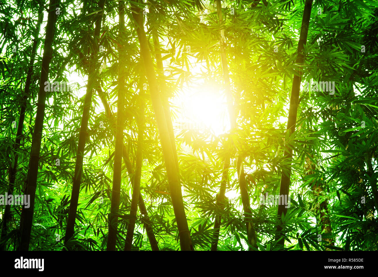 Asian bamboo forest with sun flare Stock Photo - Alamy