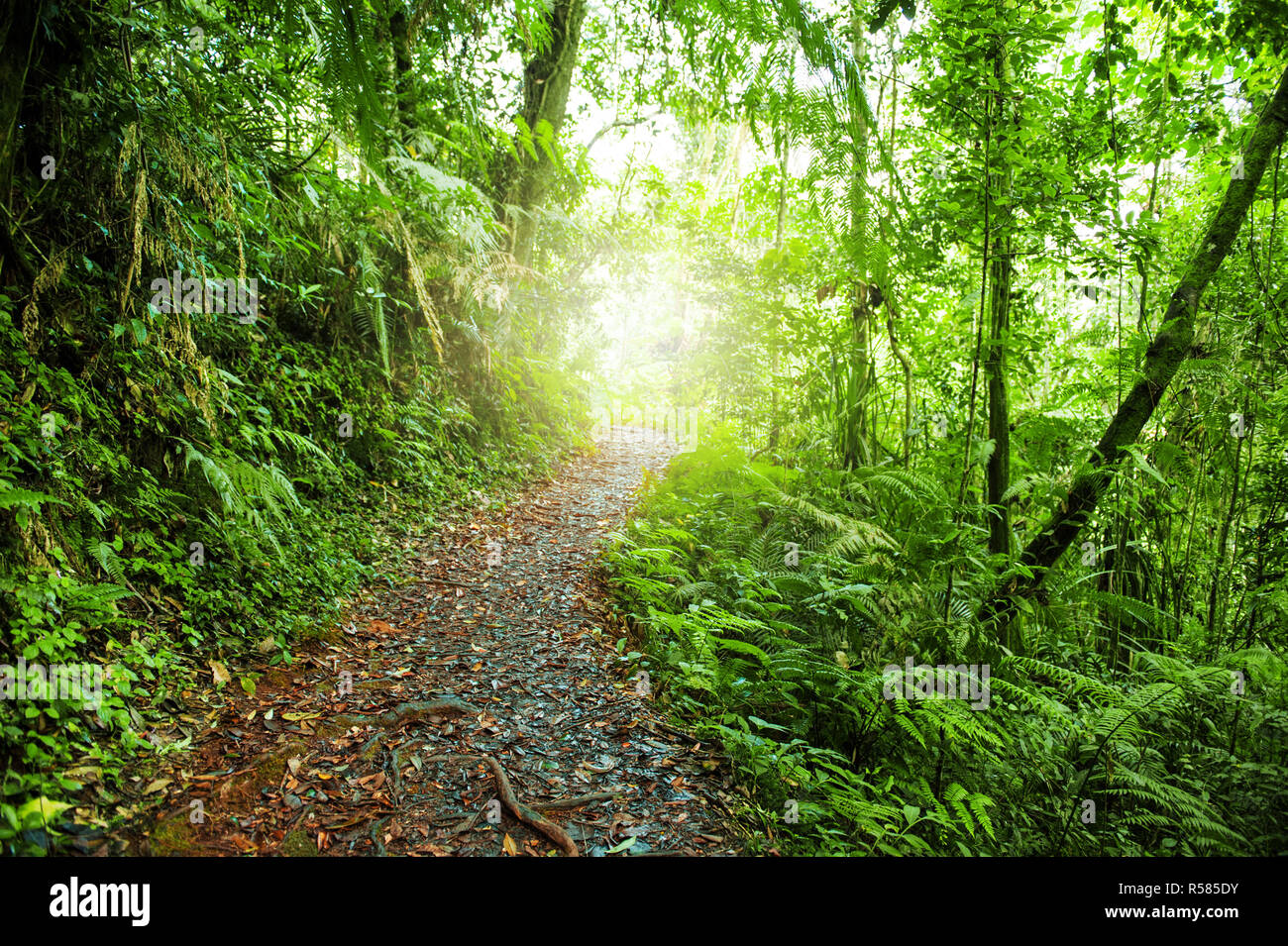 Footpath in jungle Stock Photo - Alamy