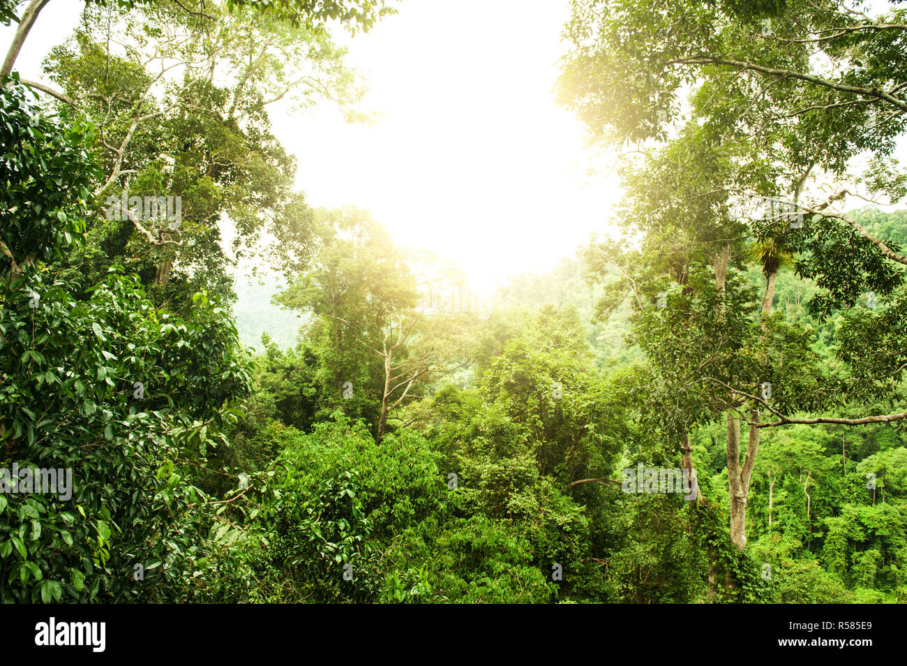Natural tropical rainforest Stock Photo - Alamy
