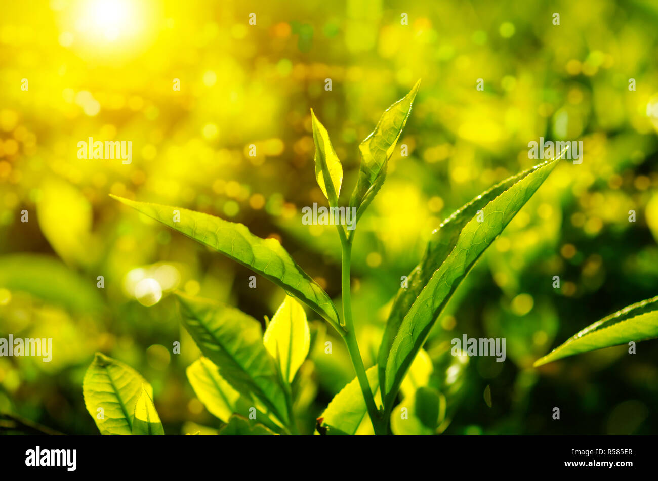 Close up tea leaf Stock Photo - Alamy