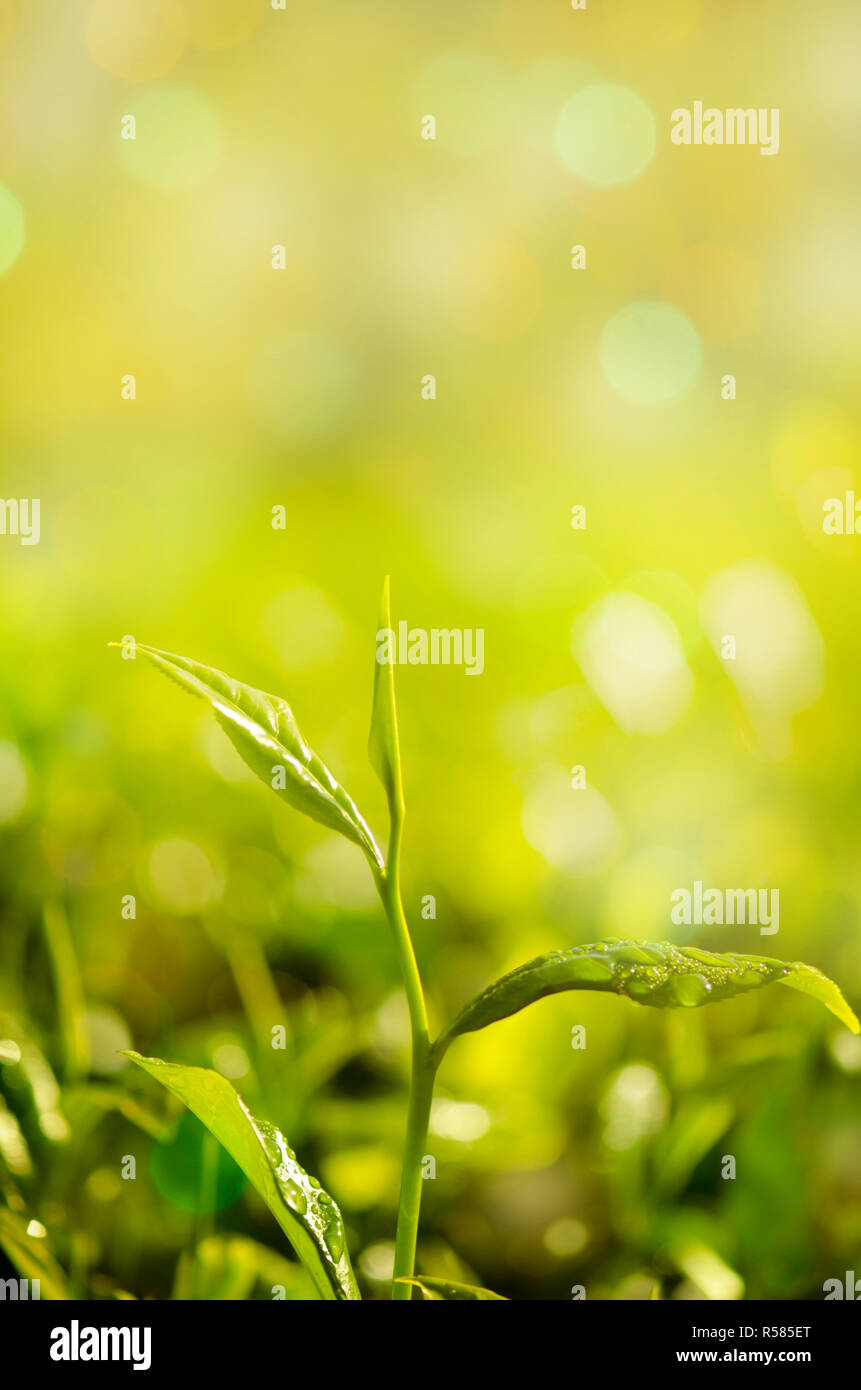 Beautiful tea plantation white hi-res stock photography and images - Alamy