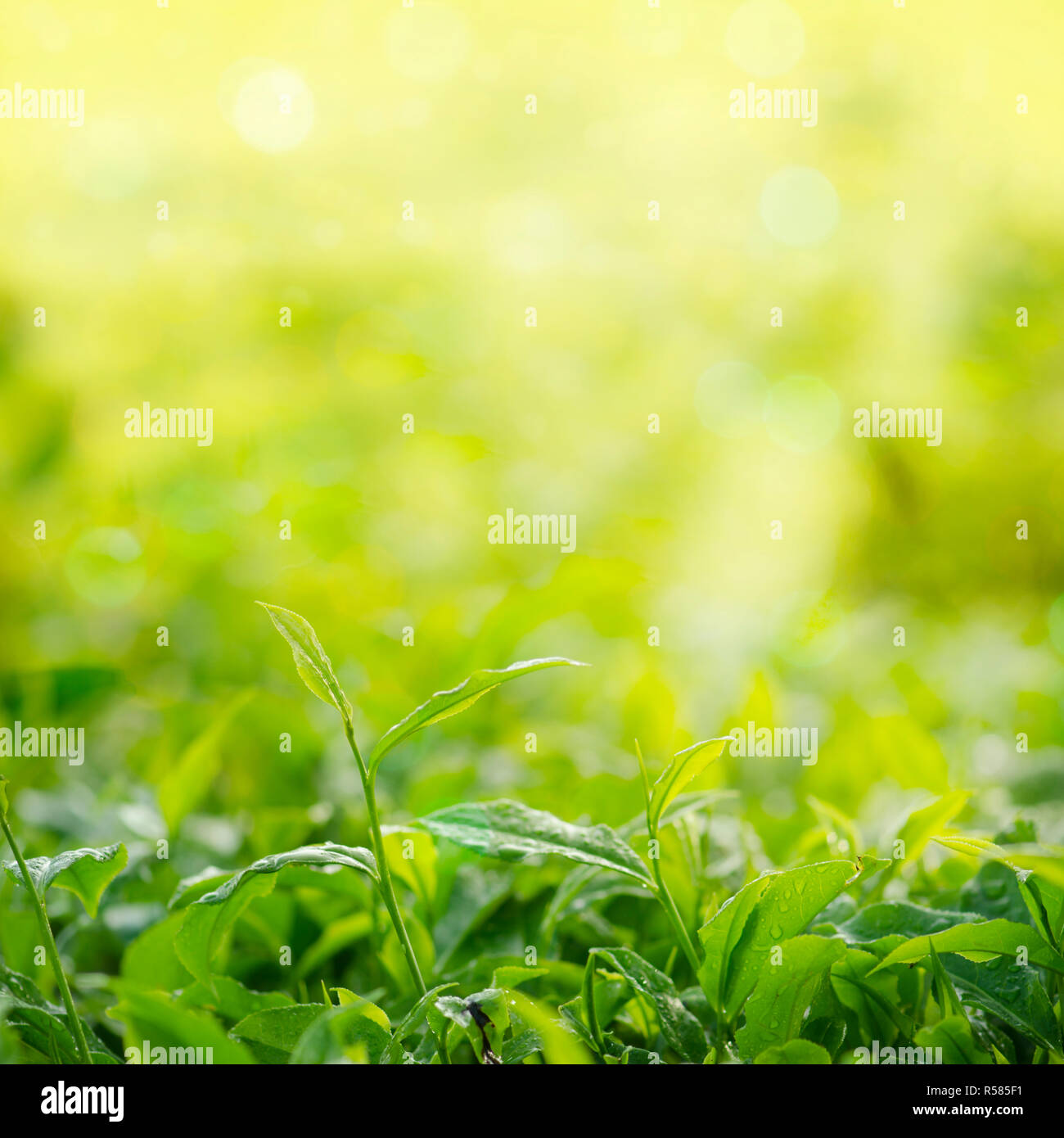 Tea leaf close up Stock Photo - Alamy