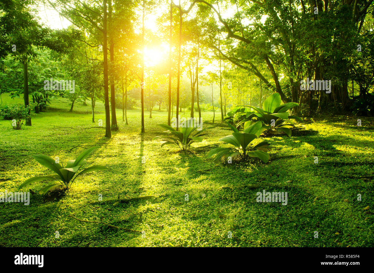 Tropical green forest sunrise Stock Photo - Alamy