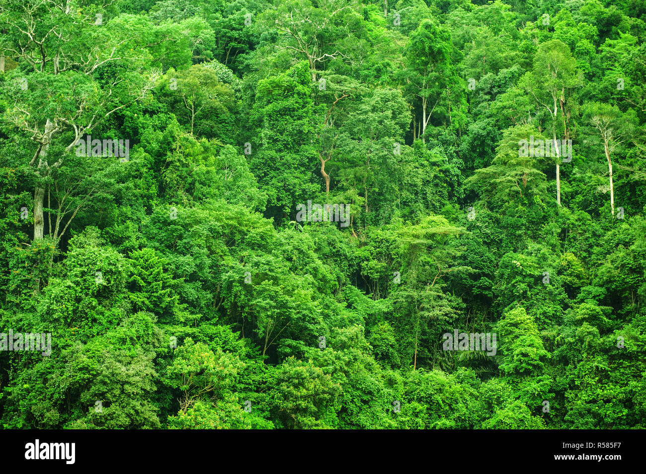 Tropical rainforest landscape view Stock Photo - Alamy