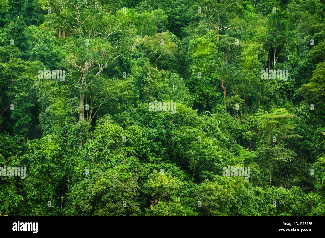 Tropical rainforest view Stock Photo - Alamy