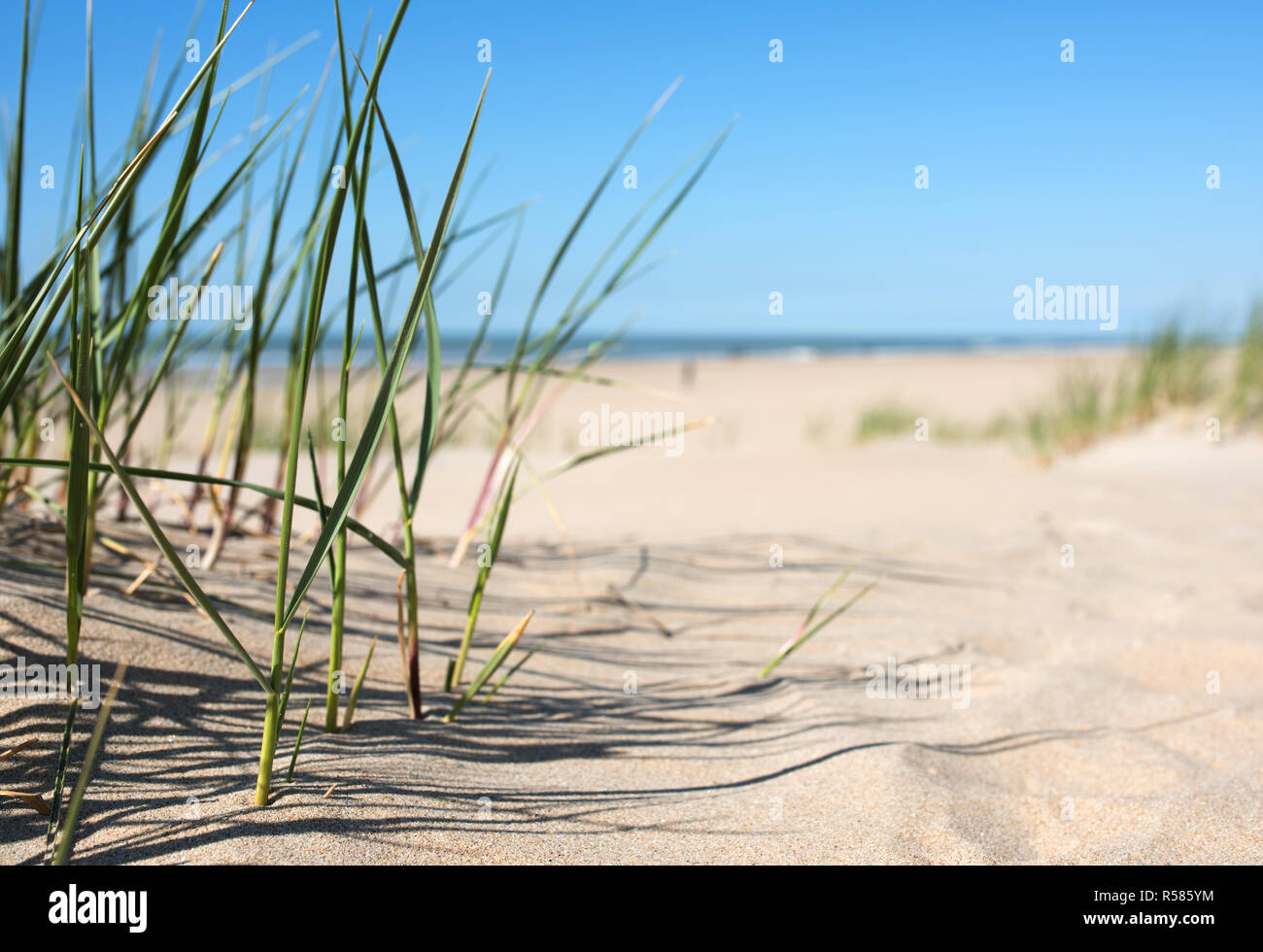 grass in the sand dunes Stock Photo - Alamy