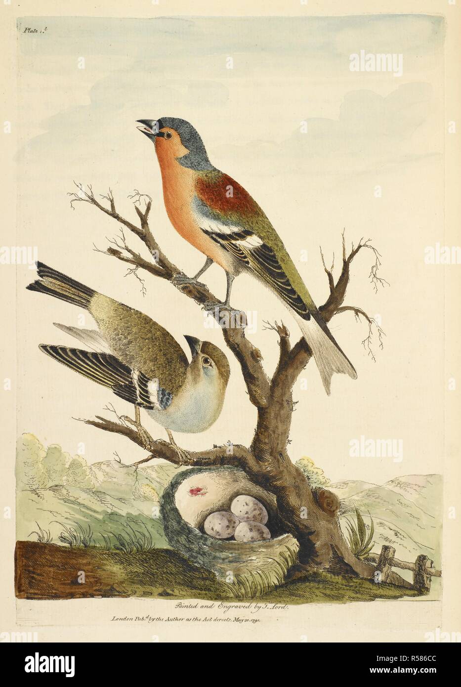 British Birds Identification Poster RSPB Birds Of The British Isles: