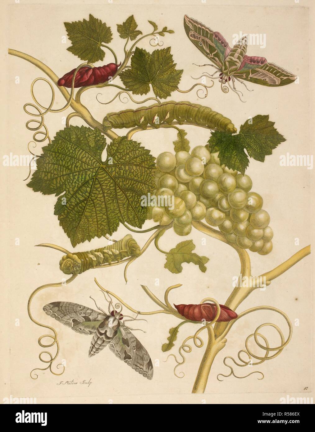 Maria merian insects hi-res stock photography and images - Alamy