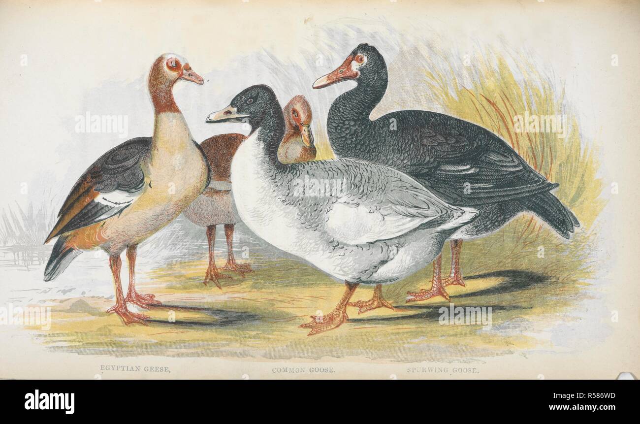 Spurwing goose hi-res stock photography and images - Alamy