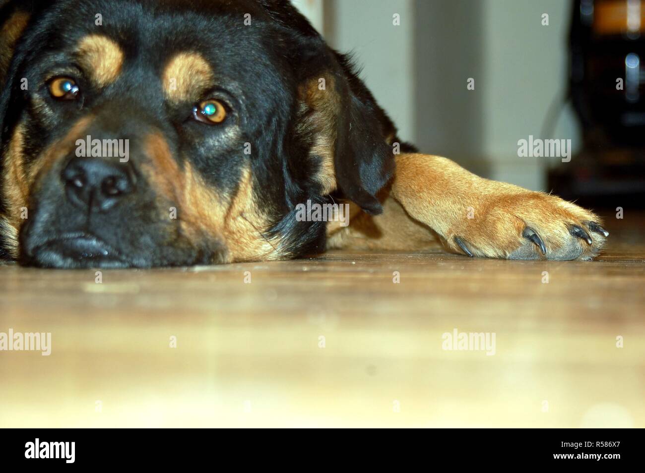 Domestic um hi-res stock photography and images - Alamy