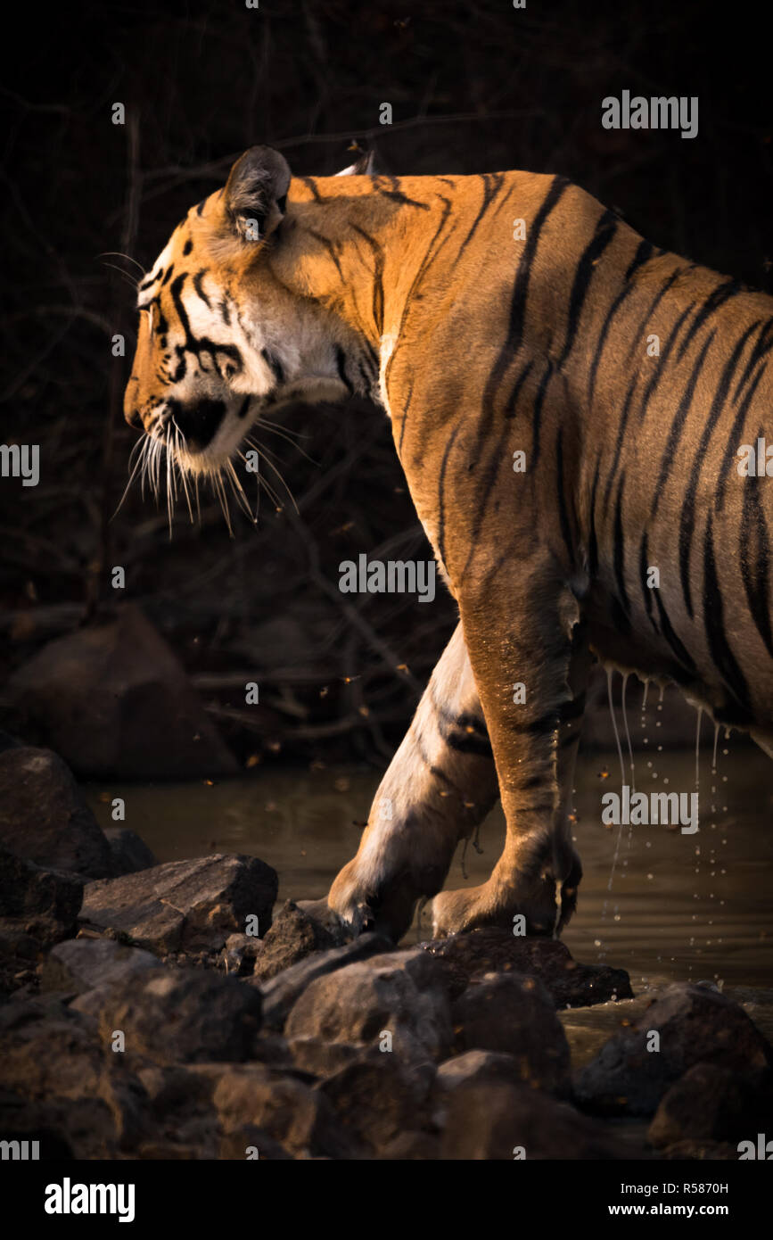 Bengal tiger exits water hole dripping wet Stock Photo - Alamy