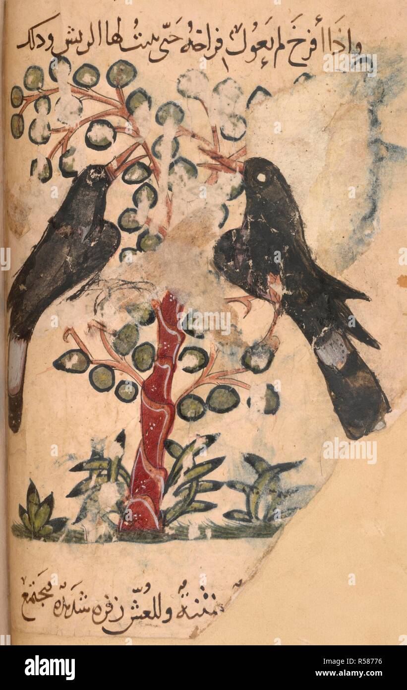 Kitab na't al hayawan hi-res stock photography and images - Alamy