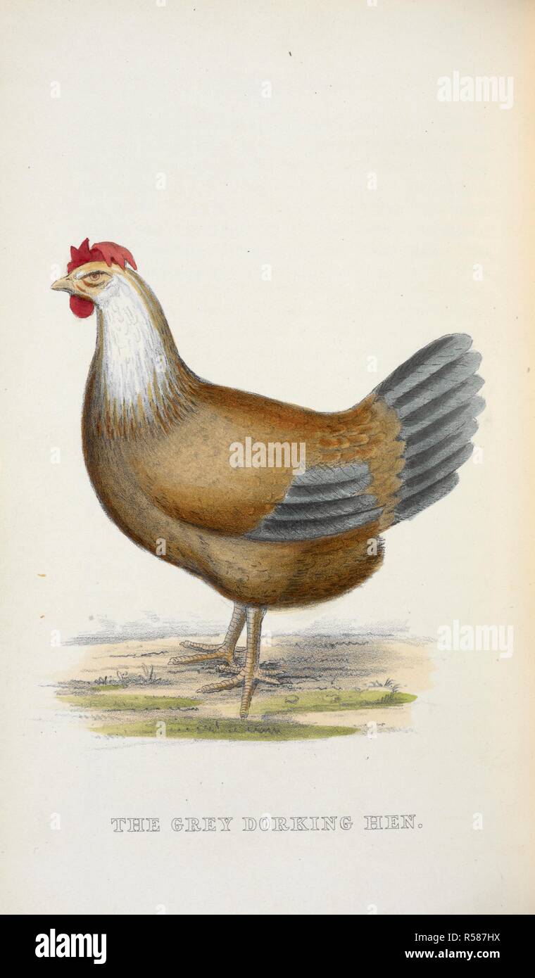 Hen anatomy hi-res stock photography and images - Alamy