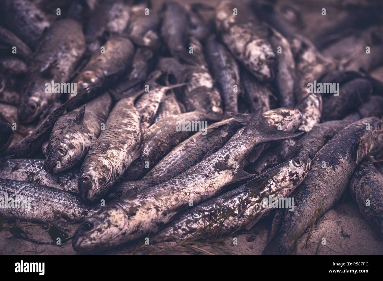 Fish For All Stock Photo - Alamy