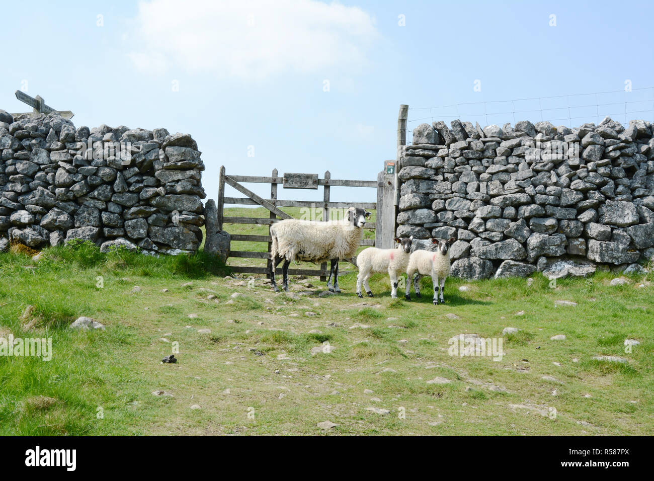 Sheep stone walls hi-res stock photography and images - Alamy