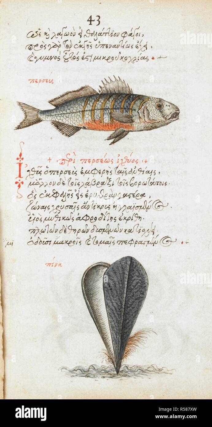 16th century fish animal drawing hi-res stock photography and images ...