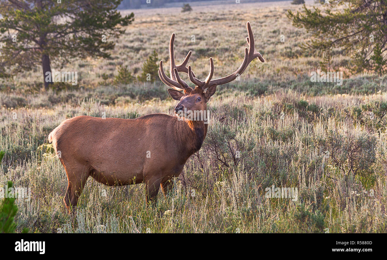 Grand tetons national park elk hi-res stock photography and images - Alamy