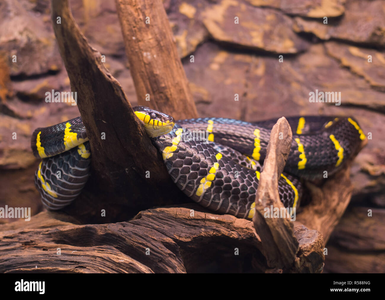 Black mangrove snake hi-res stock photography and images - Alamy