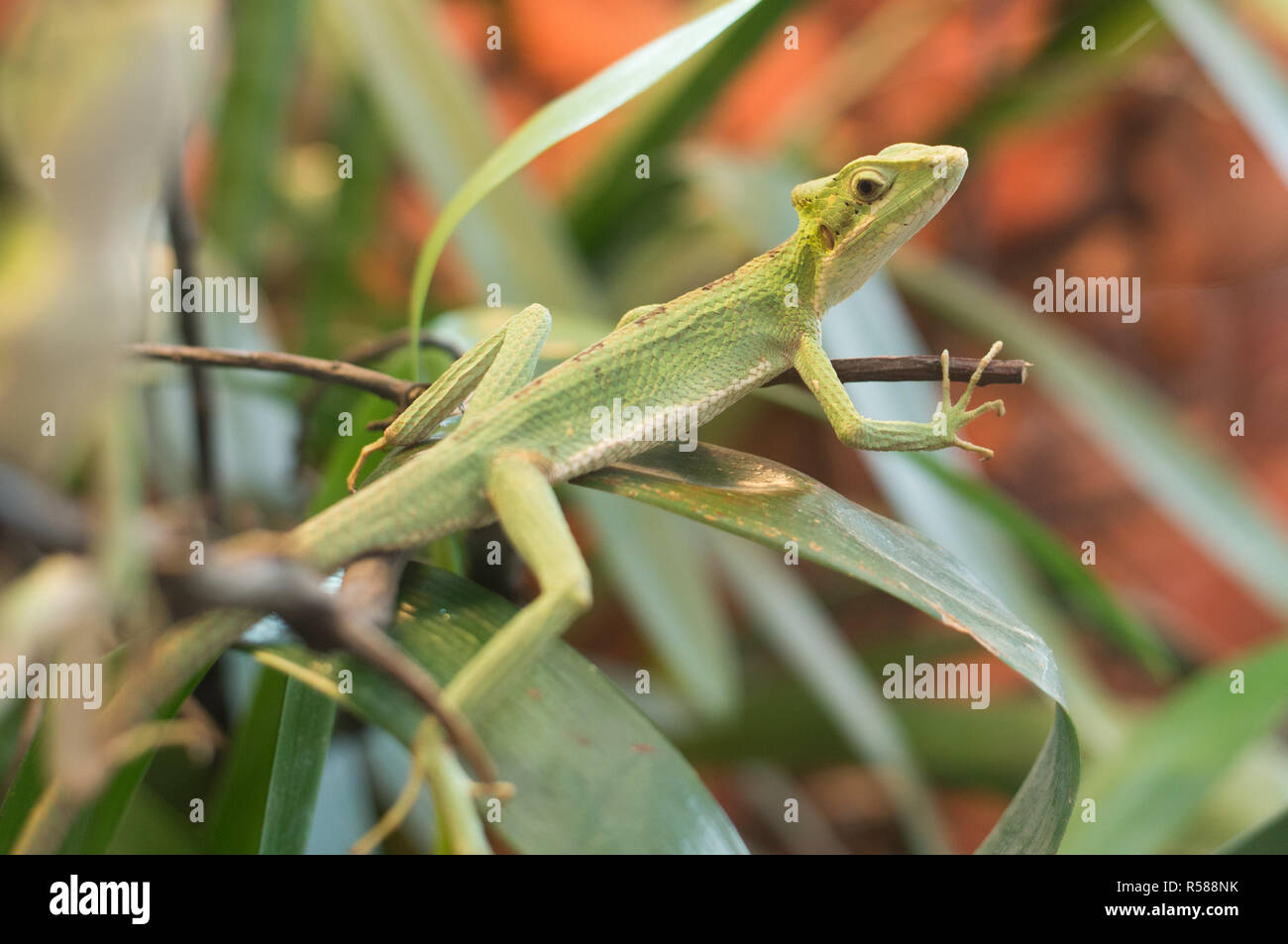 Casquehead lizard hi-res stock photography and images - Alamy
