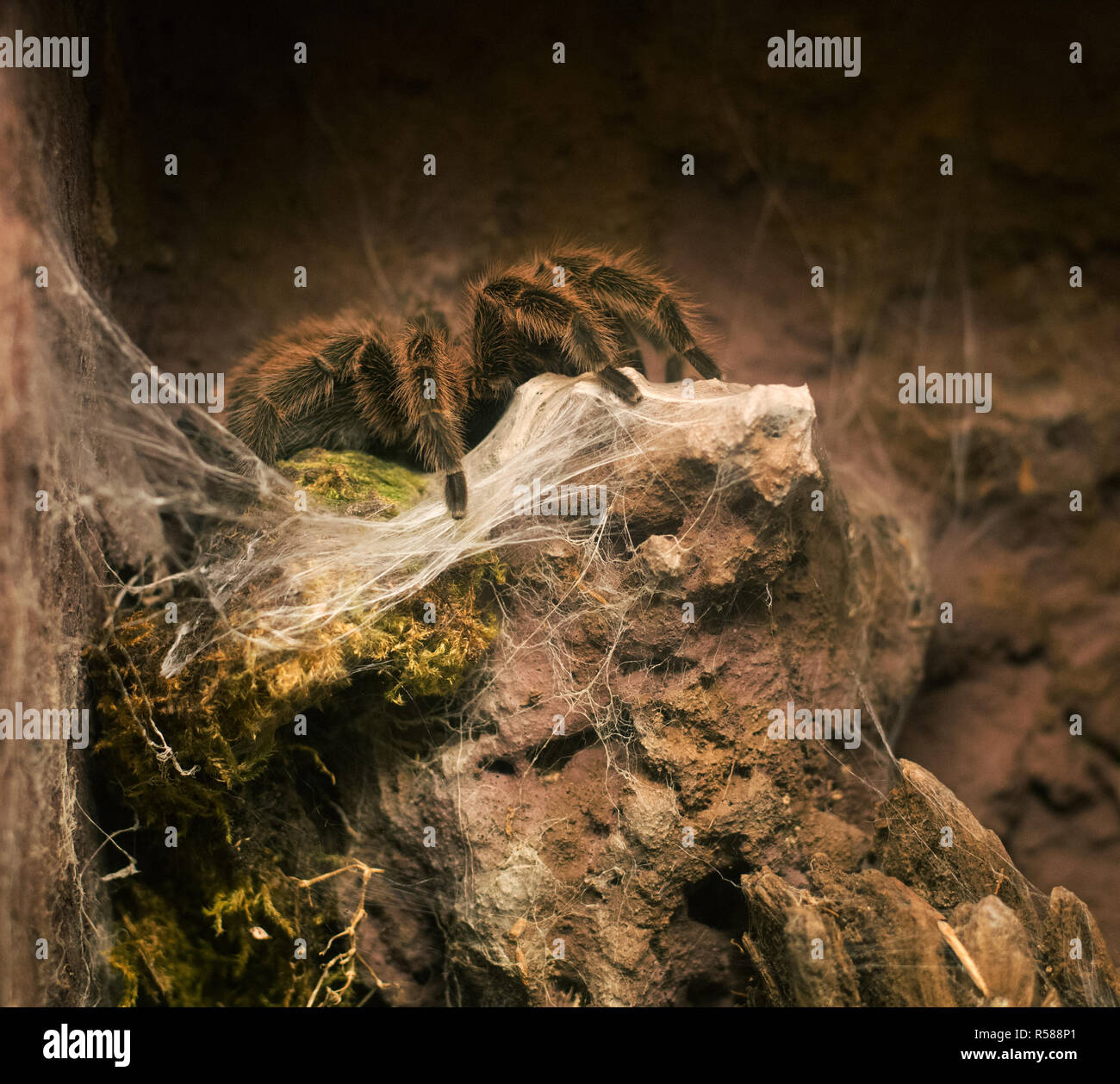 close up on chilean rose grammostola rosea tarantula Stock Photo - Alamy