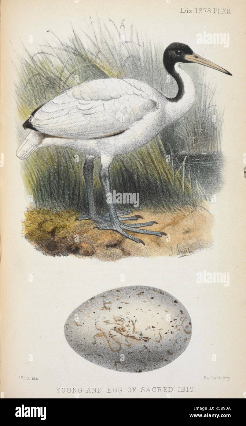 Ibis egg hi-res stock photography and images - Alamy