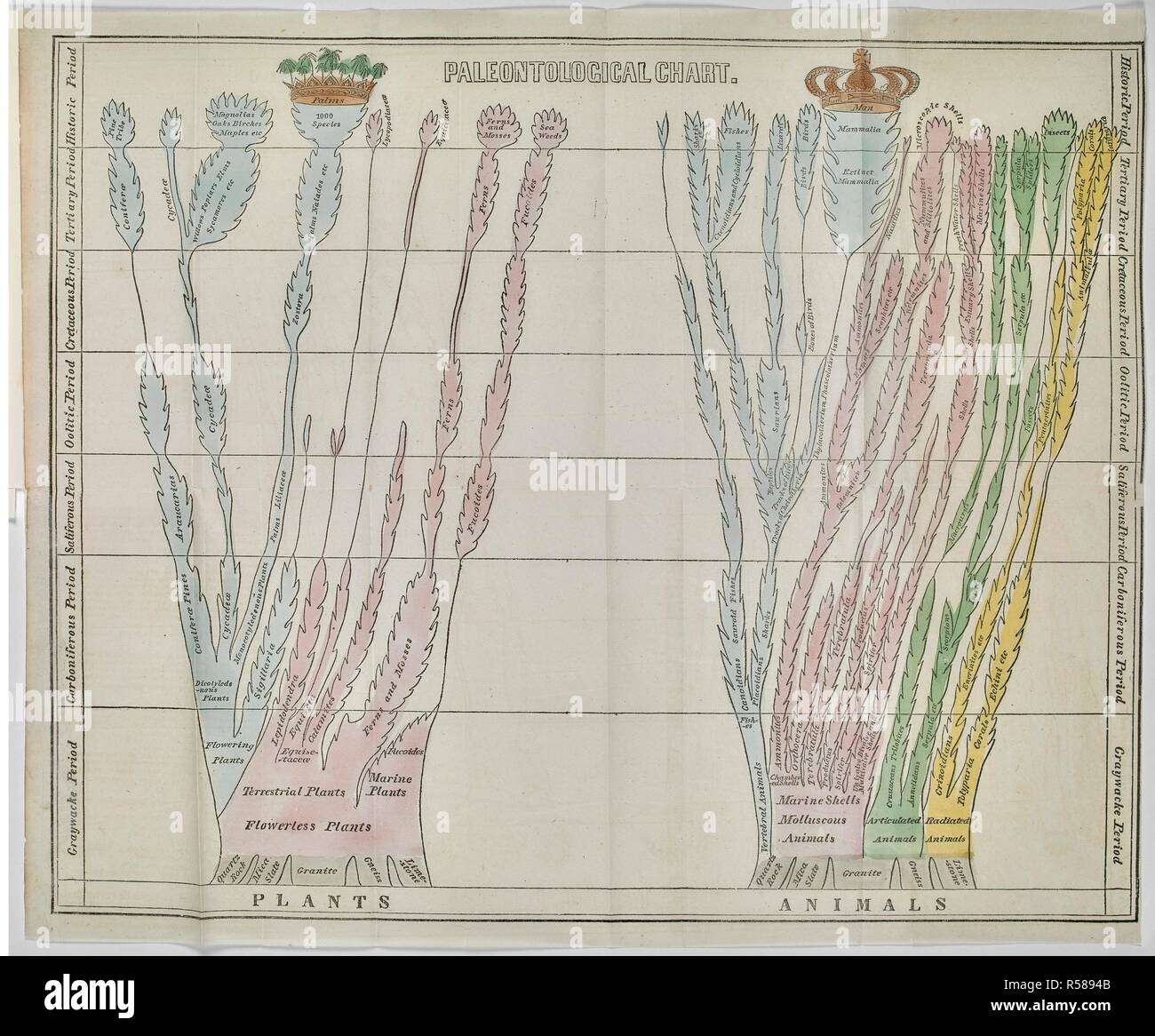 Paleontological chart hi-res stock photography and images - Alamy