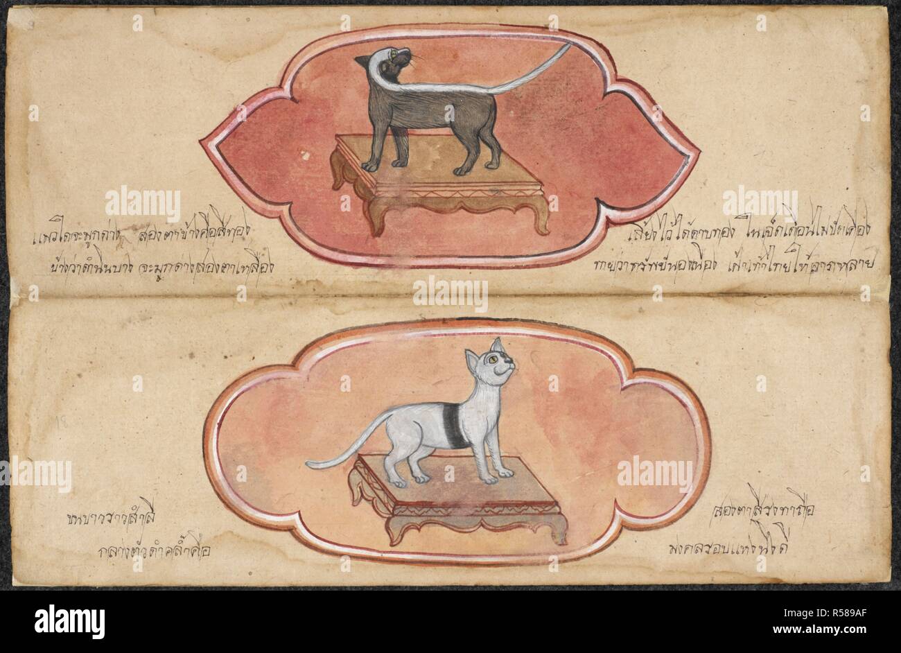 Two cats. [unamed 19th century manuscript from the central region of ...