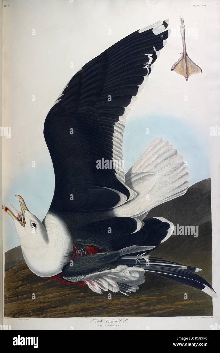 19th century drawings of birds hi-res stock photography and images - Alamy