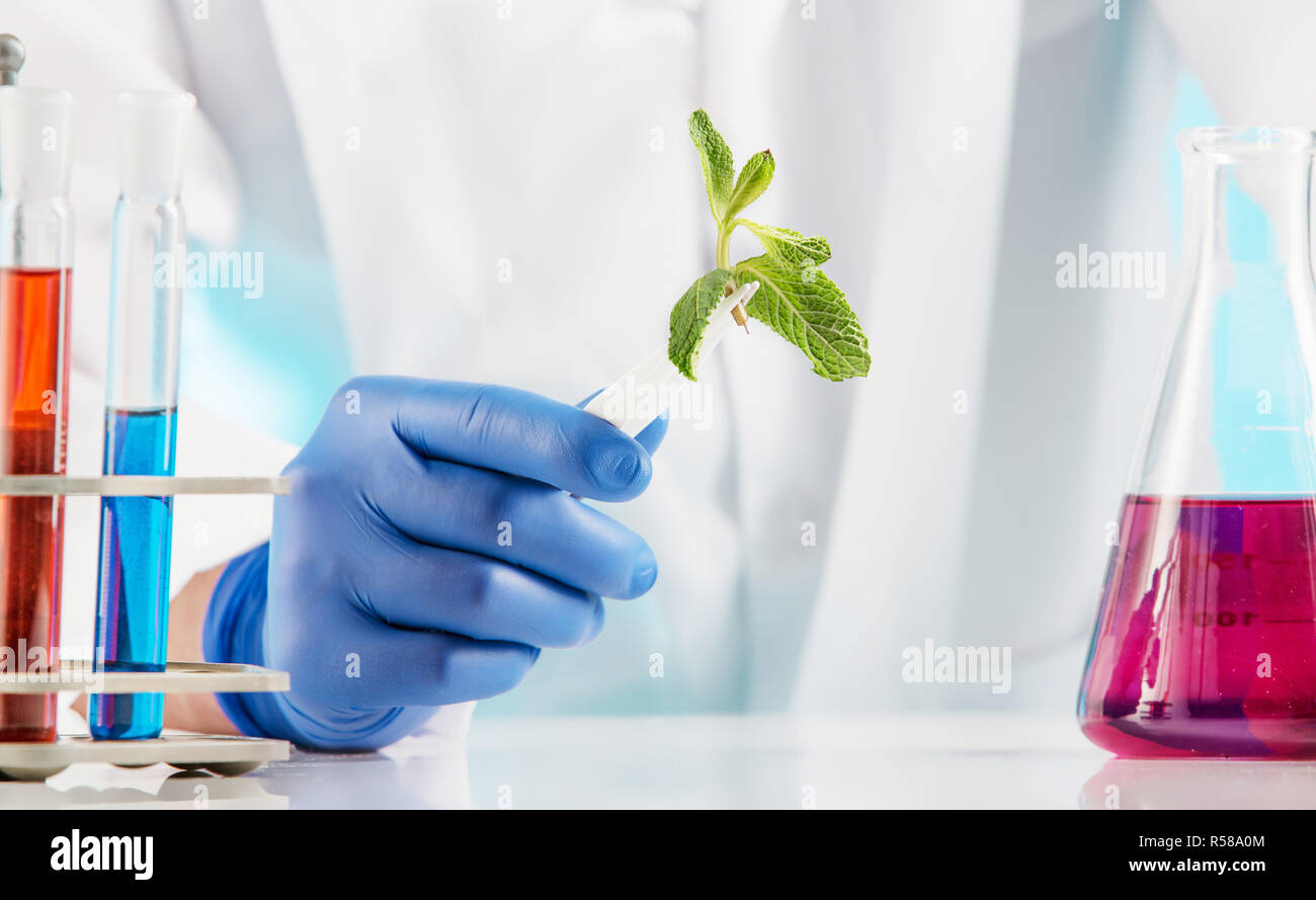 Plant sciences in lab Stock Photo - Alamy