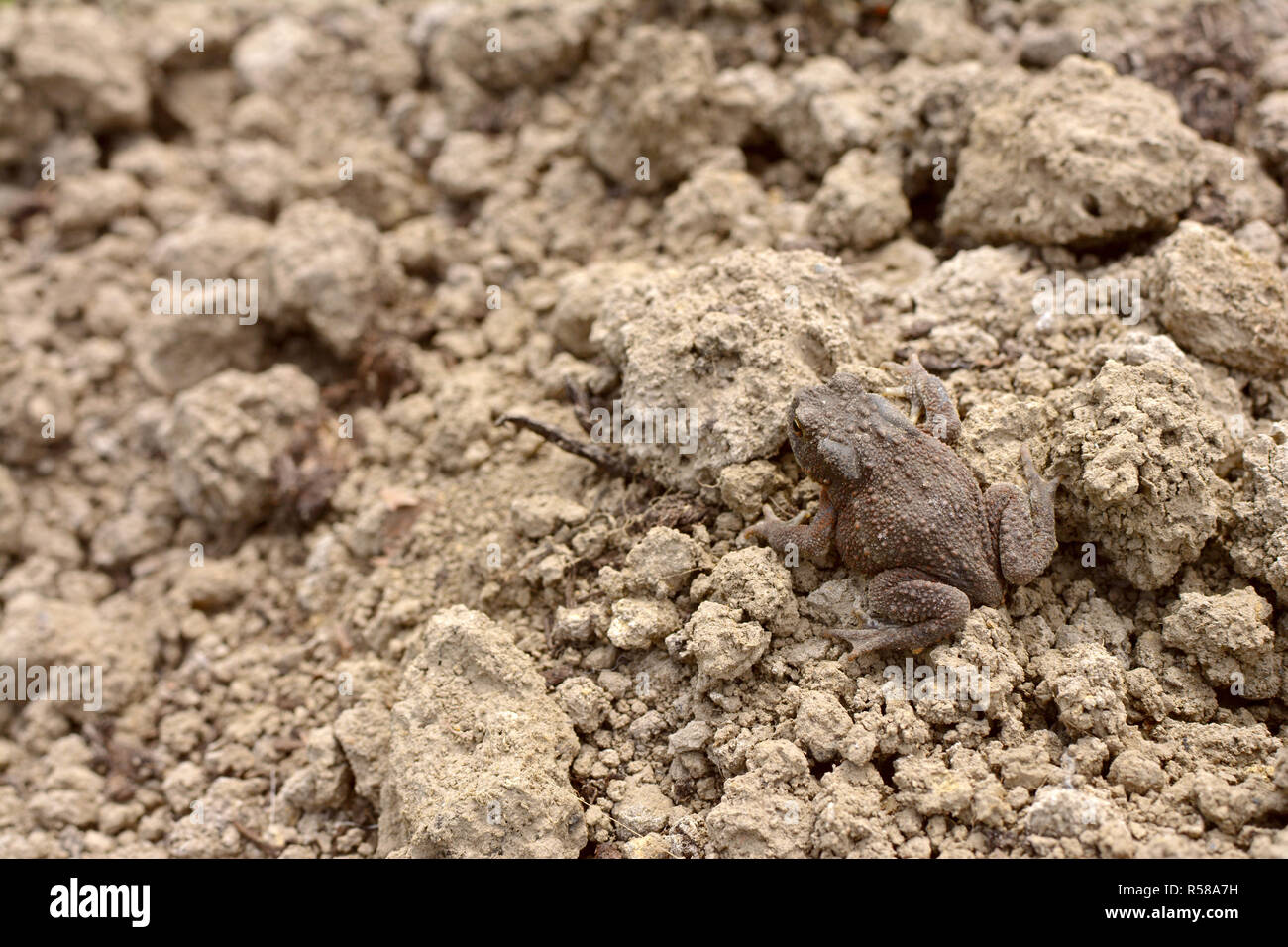 Small brown common toad with warty, dry skin Stock Photo - Alamy