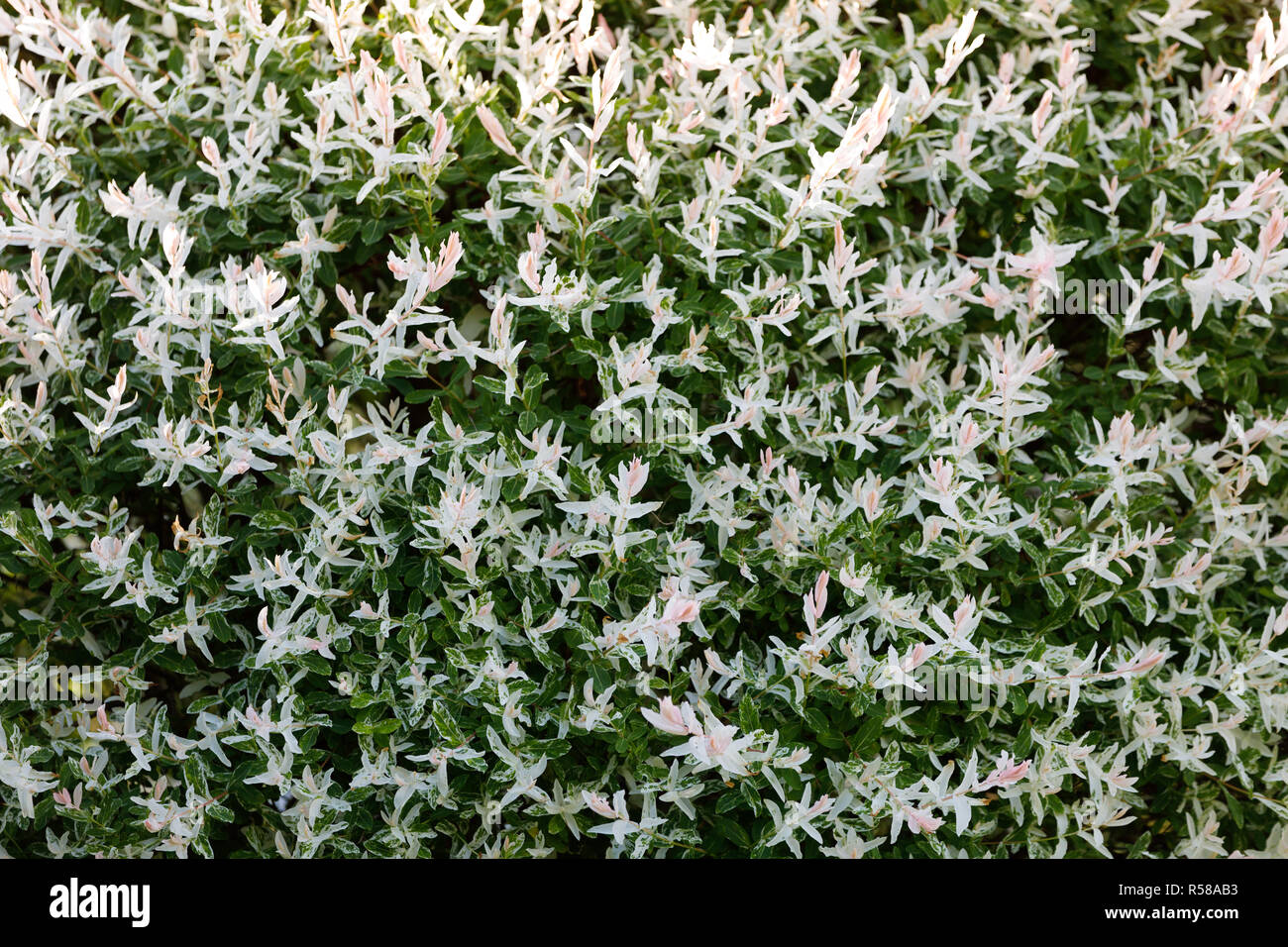 Hakuro nishiki hi-res stock photography and images - Alamy