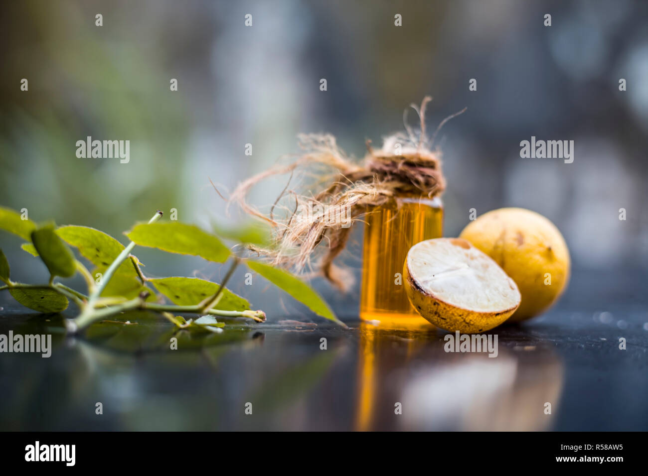 Close up of floral and herbal essence of Lemon or limbo or Citrus × ...