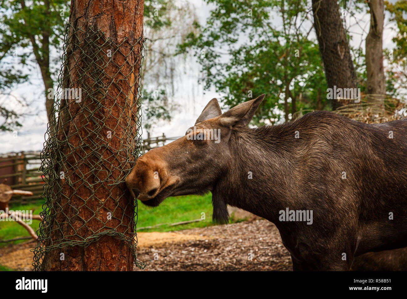 Moose at Skansen, the first open-air museum and zoo, located on the ...
