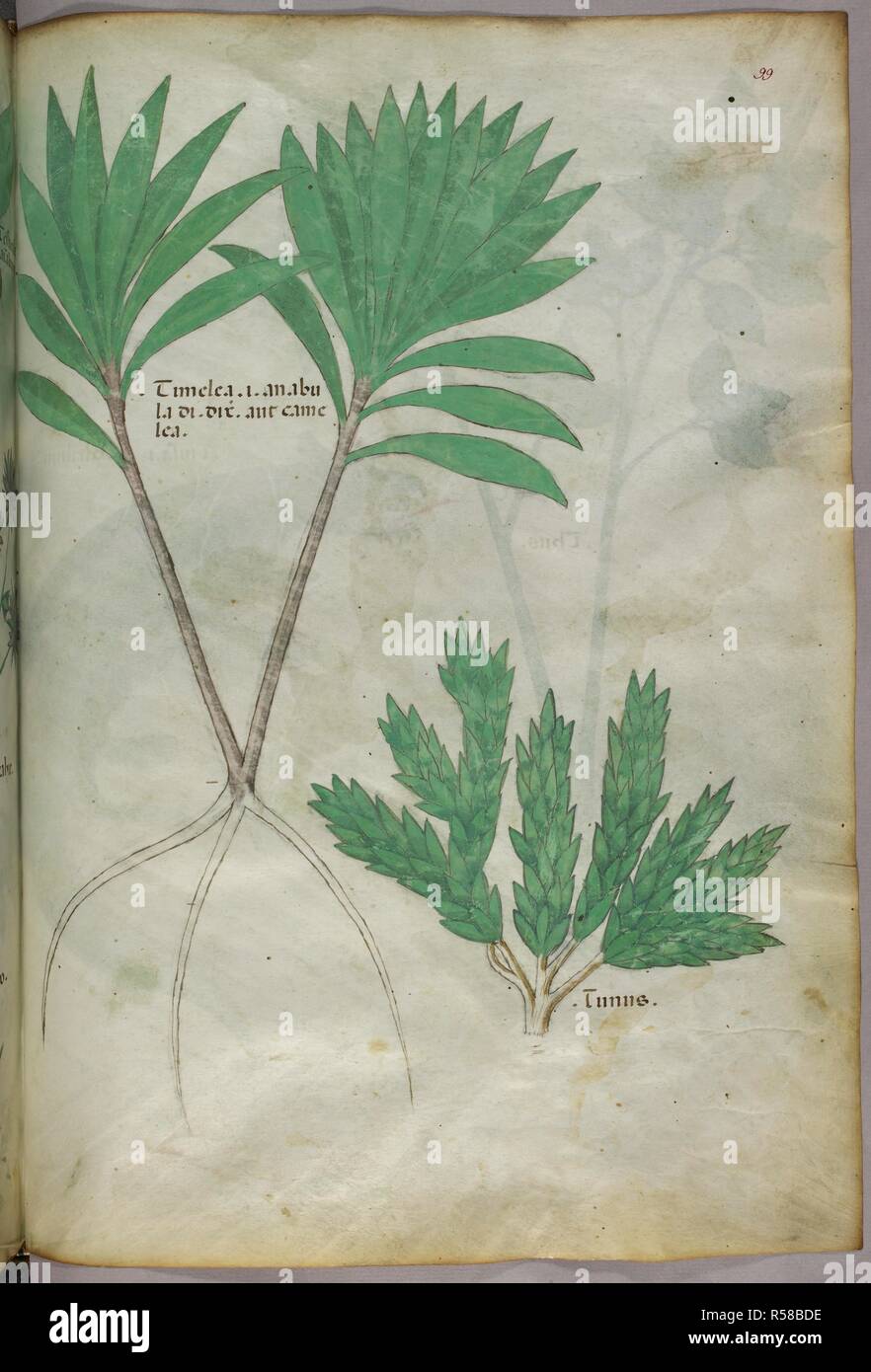 Botanical illustration. Herbal. Italy, N. (Lombardy). Herbal. Italy, N ...