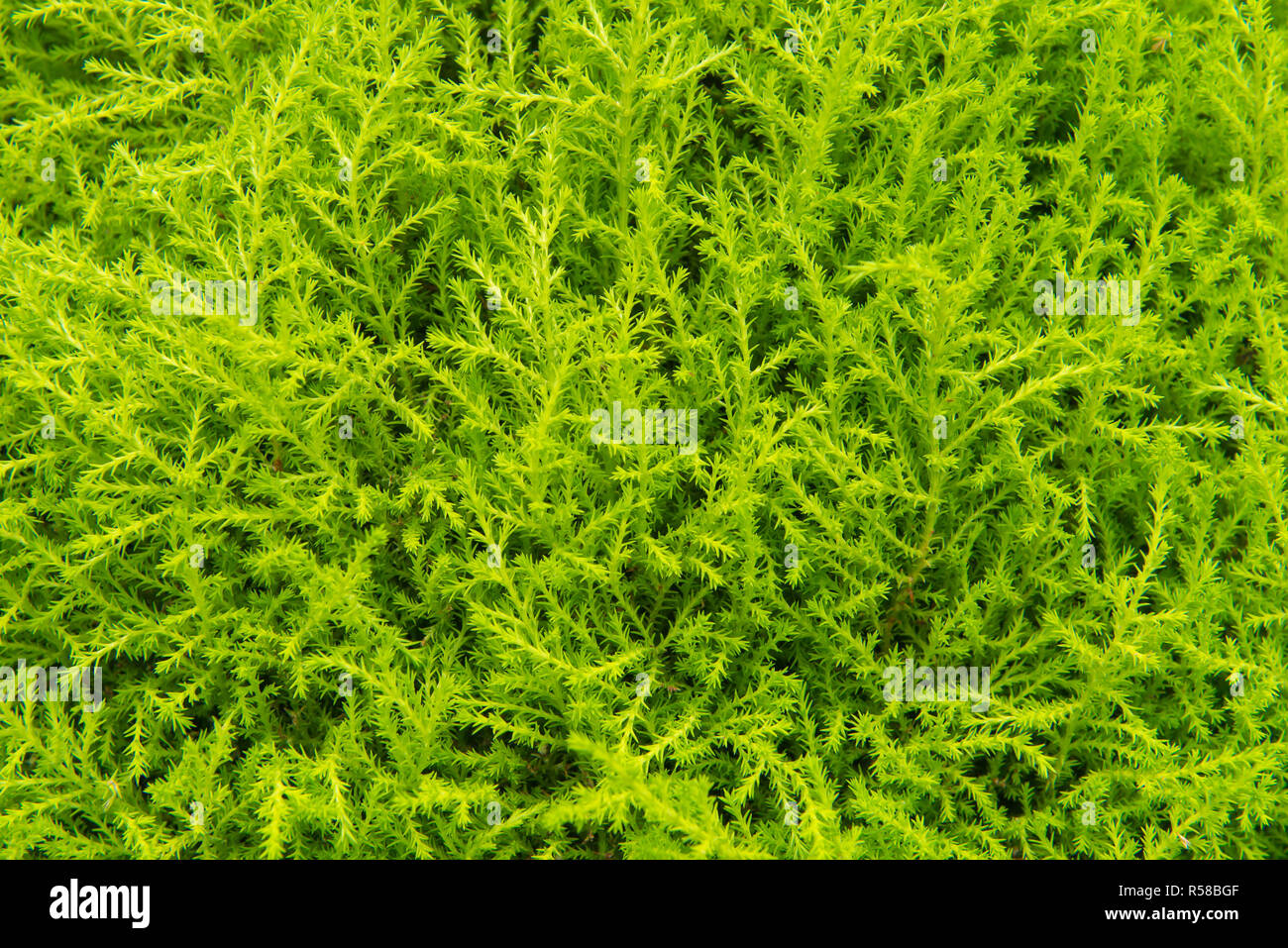 green leaf in agricultural farm for background Stock Photo - Alamy
