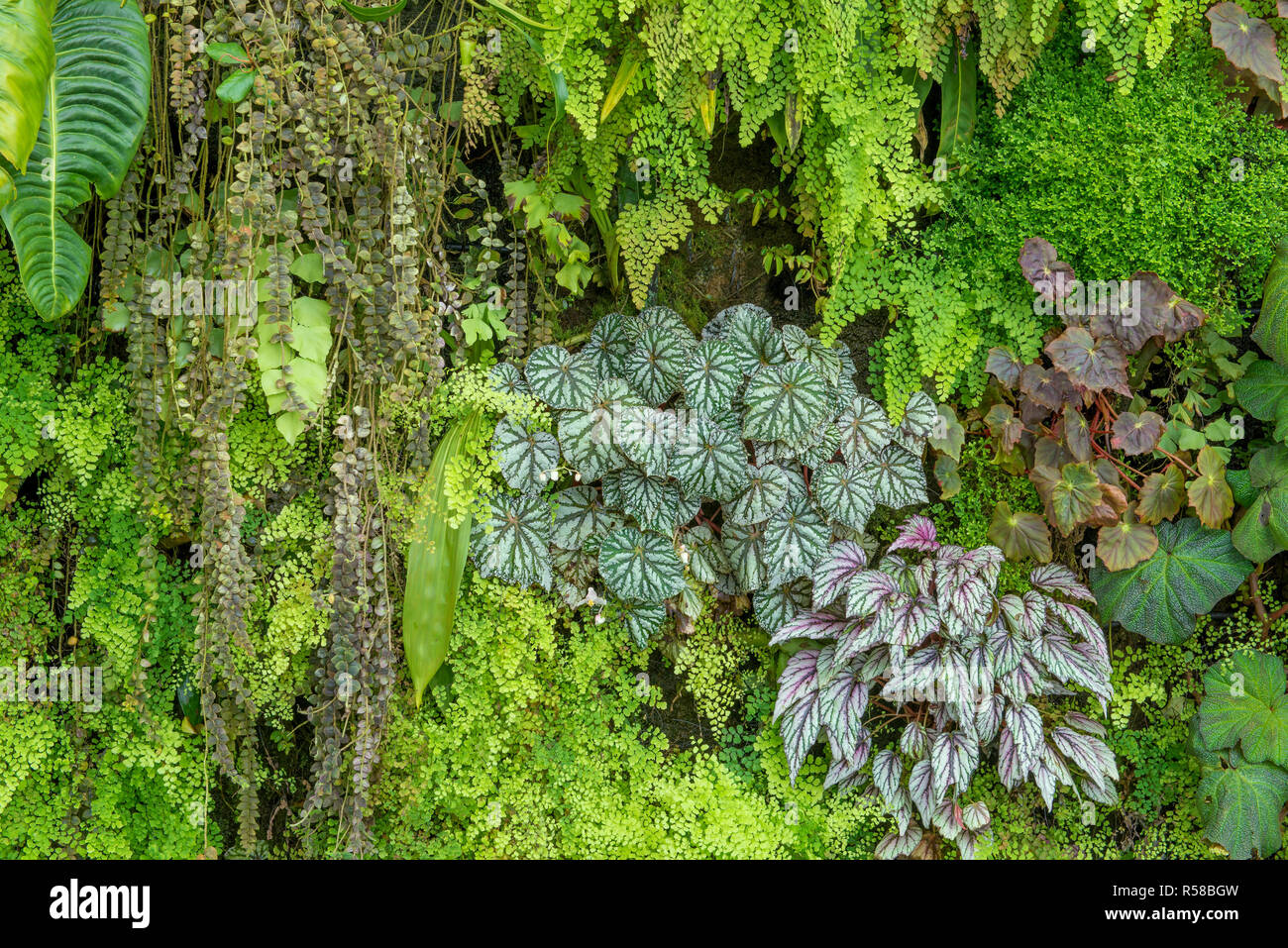 green leaf in agricultural farm for background Stock Photo - Alamy