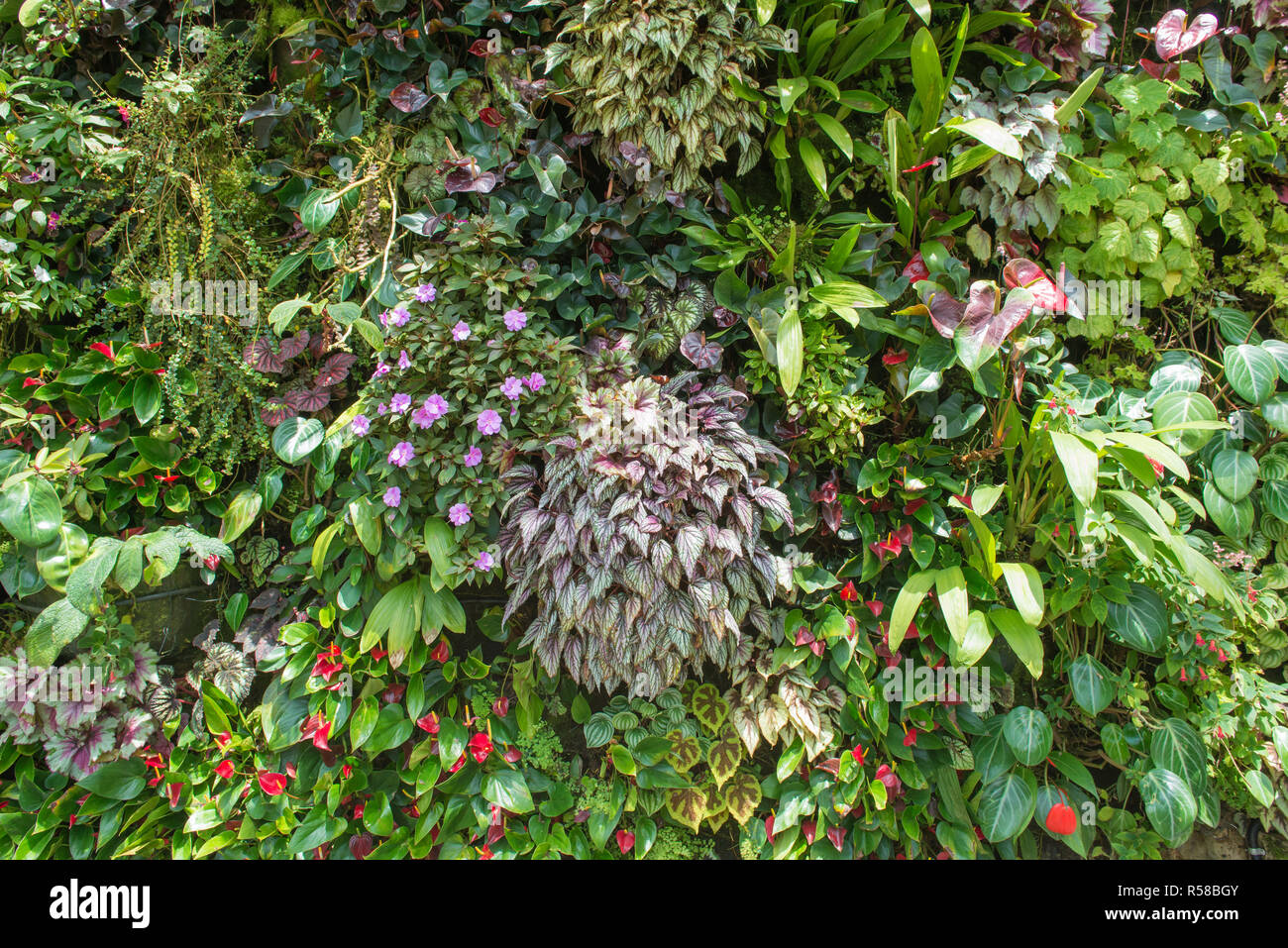 green leaf in agricultural farm for background Stock Photo - Alamy