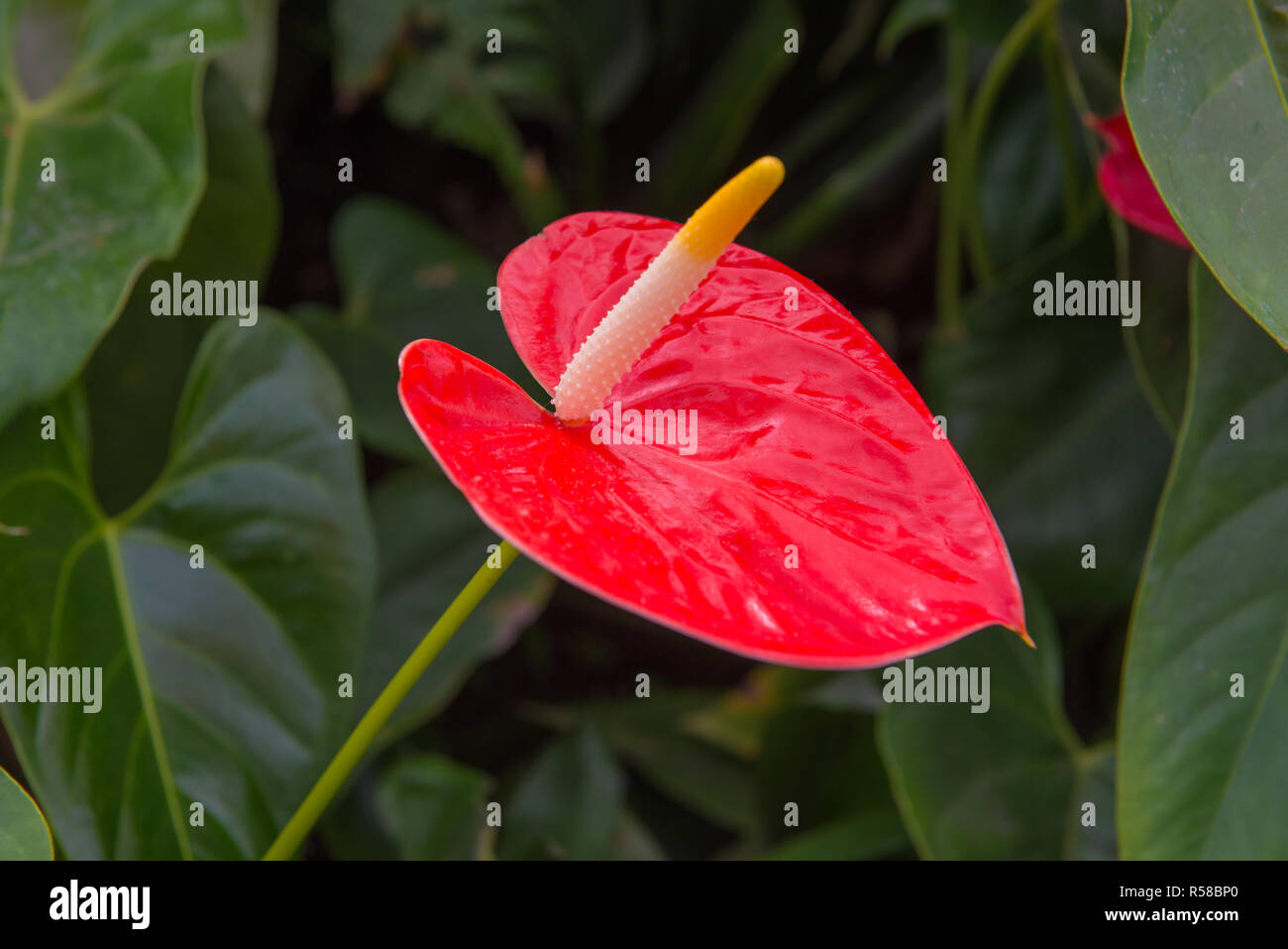 Botany araceae flamingo lily hi-res stock photography and images - Alamy