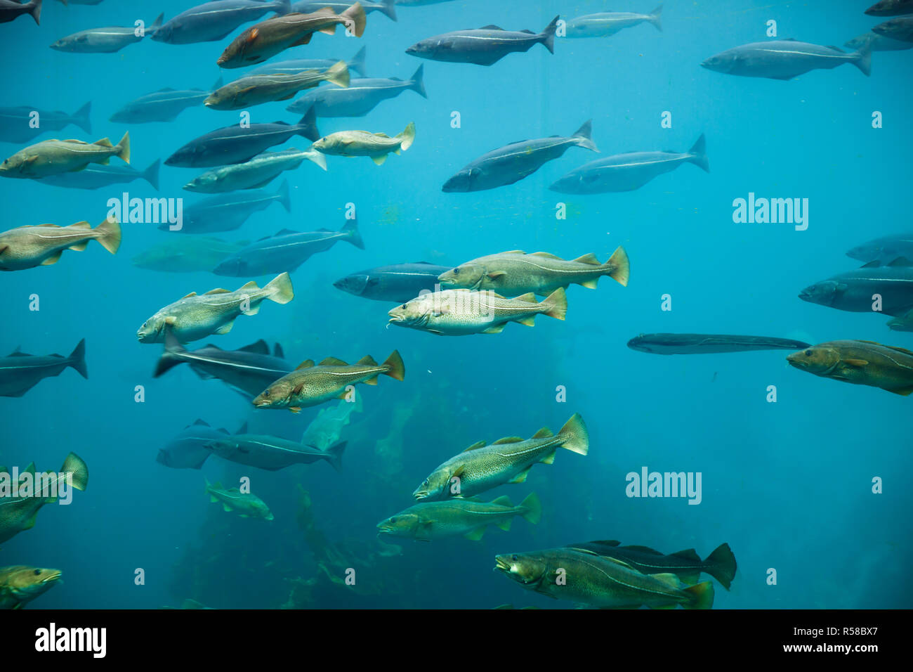 Many fishes in aquarium hi-res stock photography and images - Alamy