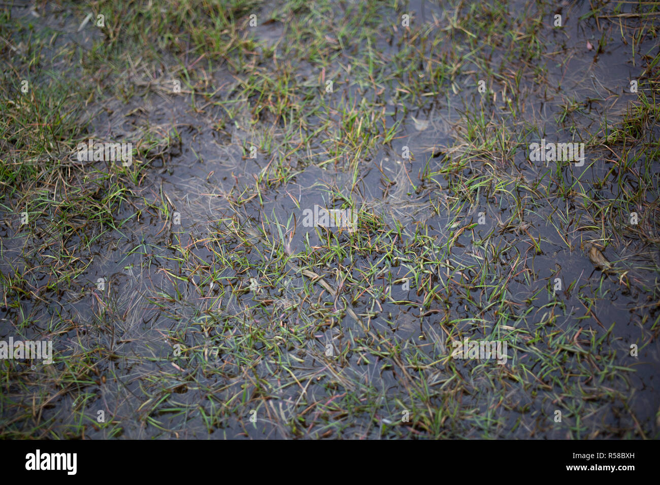 Quagmire hi-res stock photography and images - Alamy