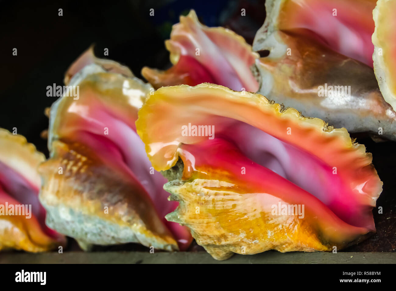 Pink Conch High Resolution Stock Photography and Images - Alamy