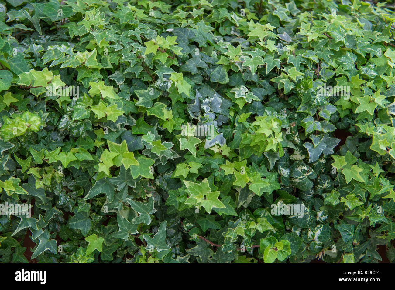 green leaf in agricultural farm for background Stock Photo - Alamy