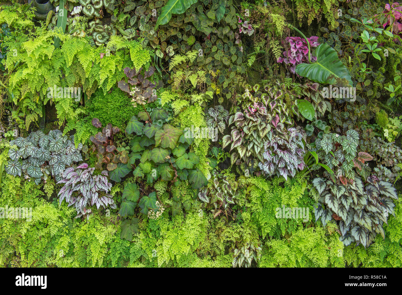 green leaf in agricultural farm for background Stock Photo - Alamy