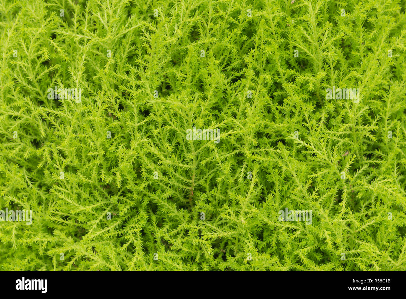 green leaf in agricultural farm for background Stock Photo - Alamy